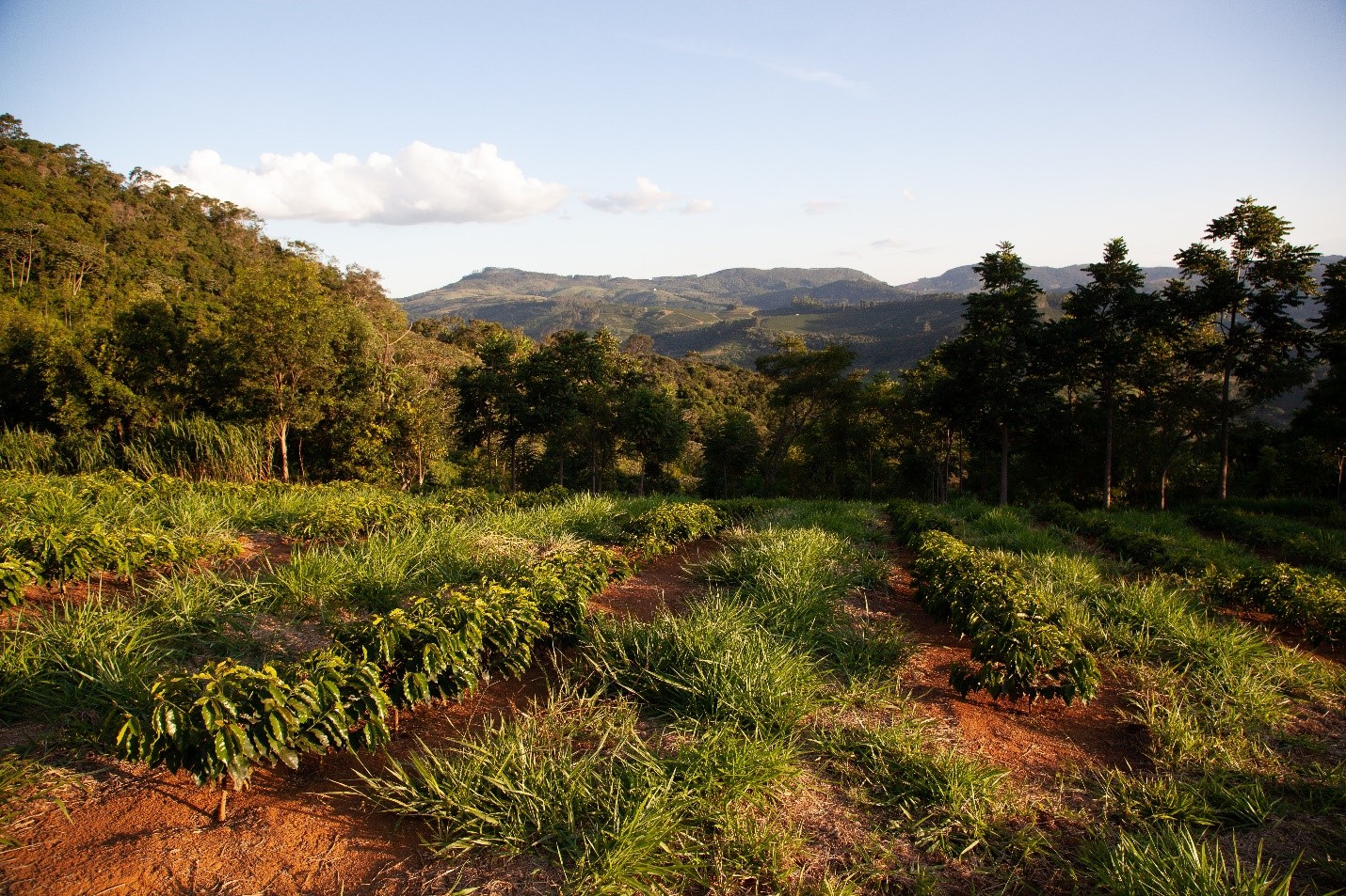Agroforestry – Where Agriculture And Trees Unite For Sustainable Growth ...